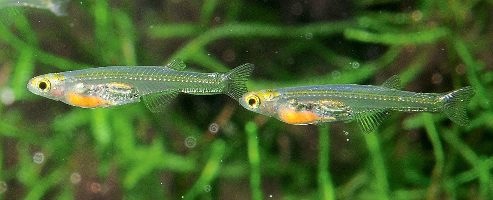 Der Dracula-Fisch lässt sich beim Schwimmen ins Gehirn schauen - Natur ...