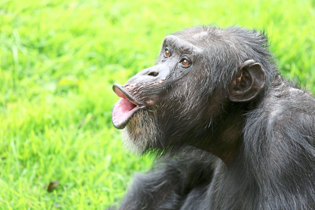 Warum können Menschen sprechen, Affen aber nicht? Forschung liefert ...