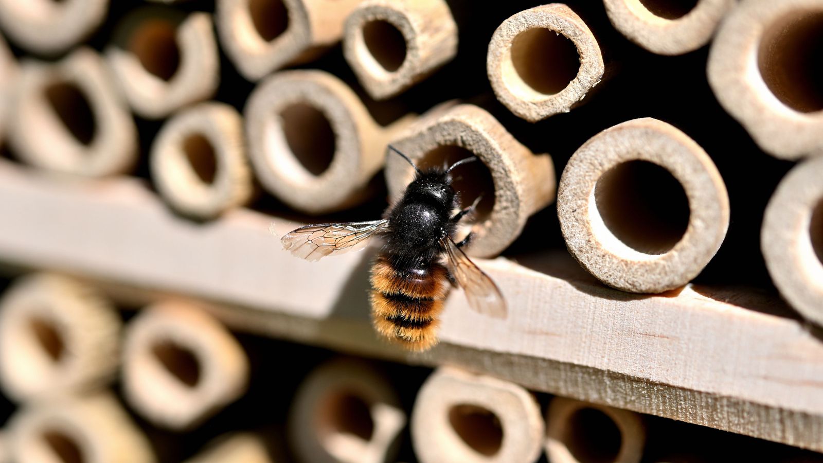 Die Mauerbienen checken ein - Fotoblog: Tierisches - derStandard.at ...