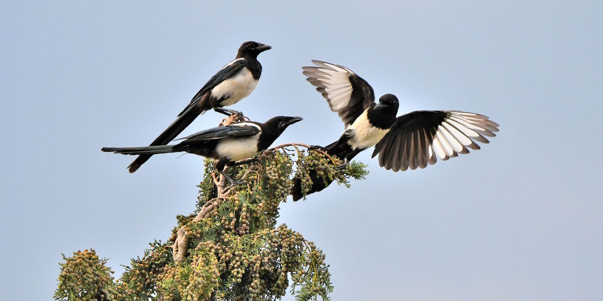 Die Ehre der Elstern - Fotoblog: Tierisches - derStandard.at › Panorama