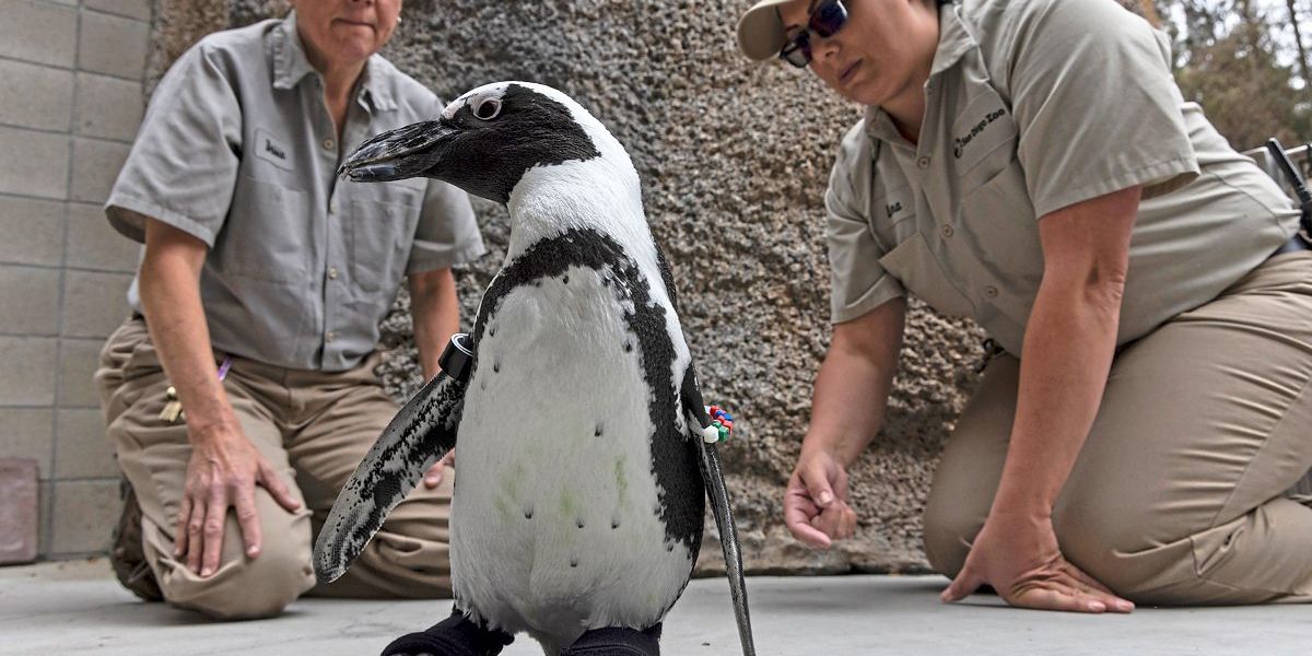 Kranker Pinguin im Zoo von San Diego erhält orthopädische Schuhe ...