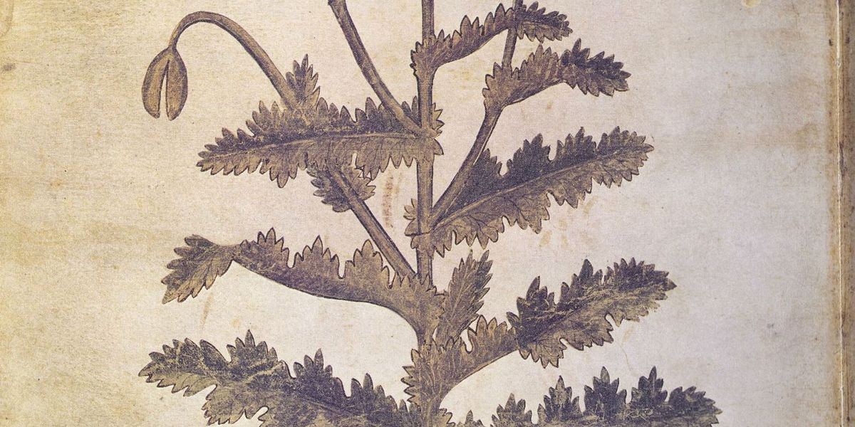 Opium, castoreum and patchouli: What an eye ointment reveals about ...