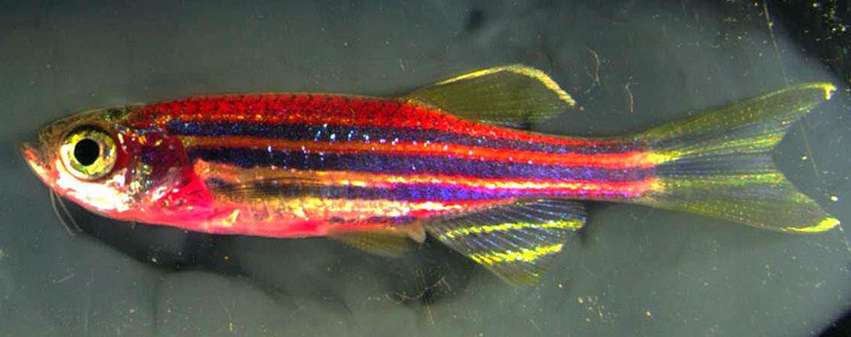 Forscher erschufen Zebrafisch mit extrem farbenprächtigen Hautzellen ...