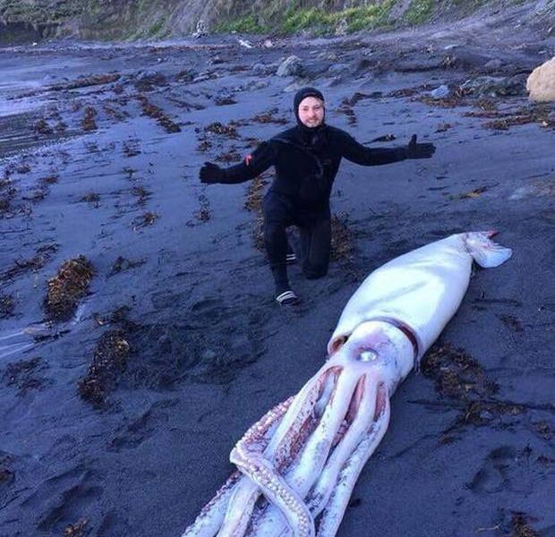 Riesenkalmar an neuseeländischer Küste angespült - Natur - derStandard ...