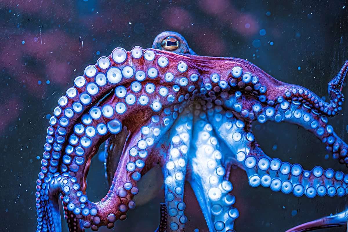 Wie mir die Illusion vom Wunder Oktopus genommen wurde - Natur ...