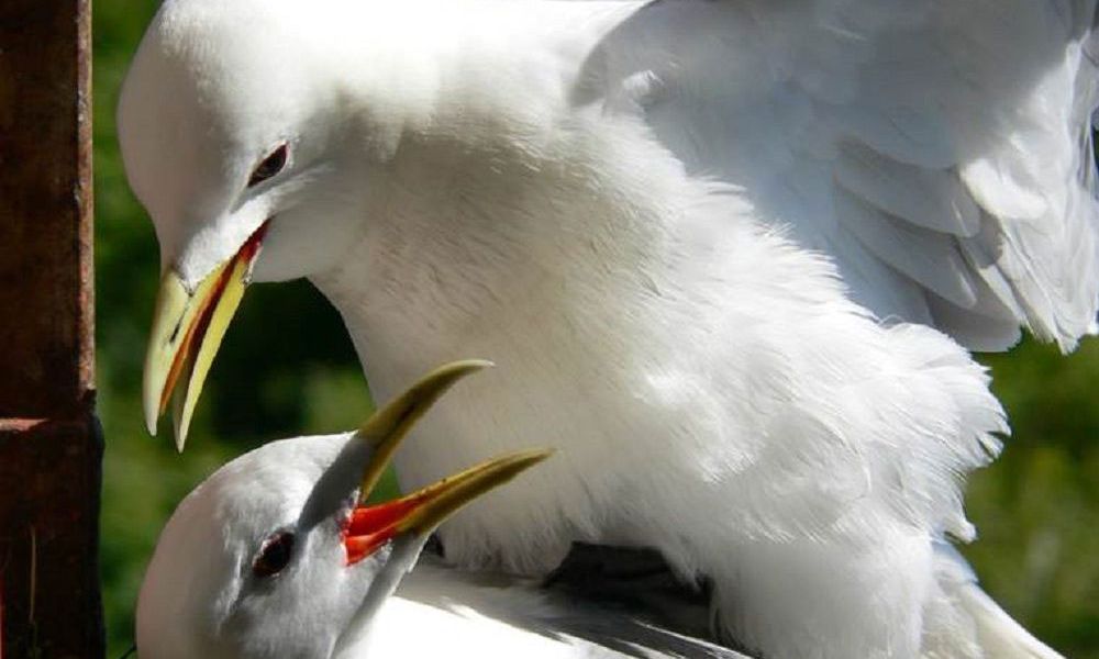 Sexuell übertragbare Infektion bei Wildtieren nachgewiesen - Natur ...