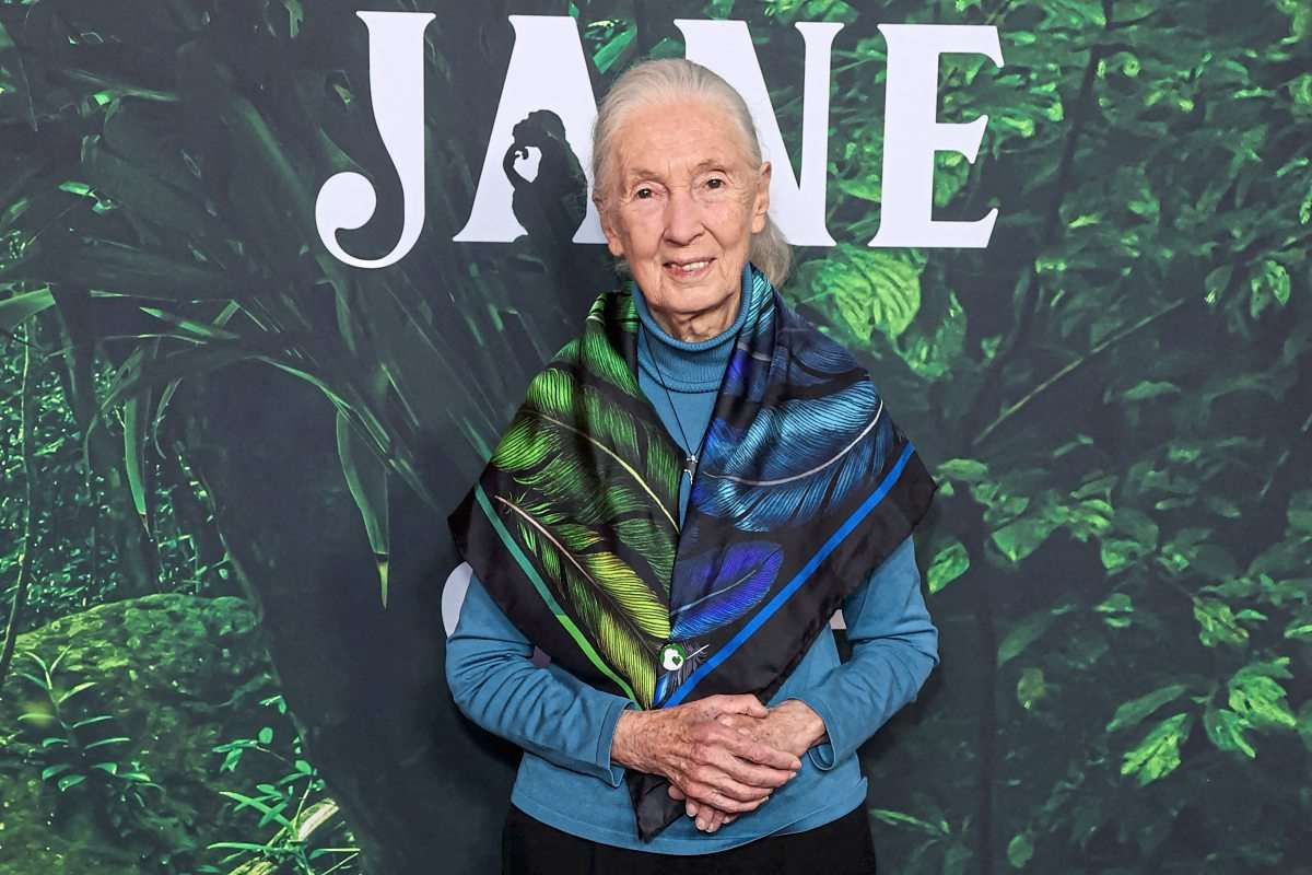 Schimpansenforscherin Jane Goodall: 90 Hunde zum Neunzigsten - Natur ...