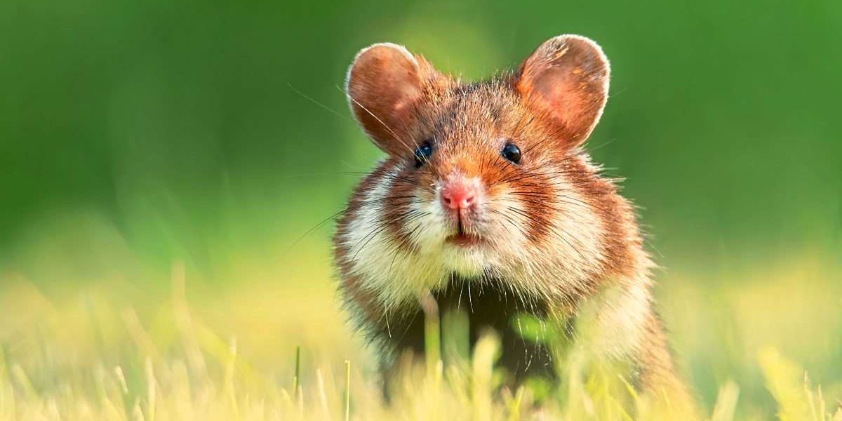132 Hamster legten Airbus auf Azoren lahm - Weltchronik - derStandard ...