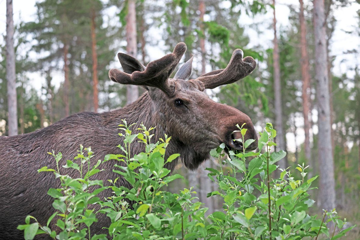Schweden, die auf Elche starren: 18 Tage Livestream mit 32 Kameras ...
