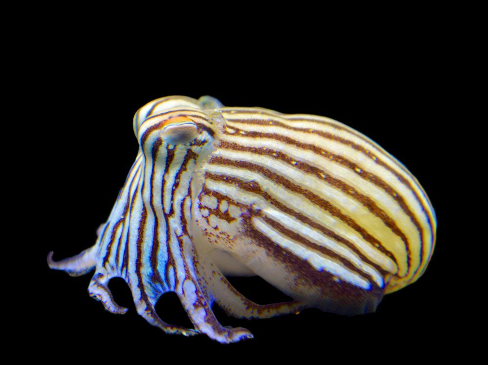 Wie Oktopoden mit ihren Armen "tastschmecken" können - Natur ...