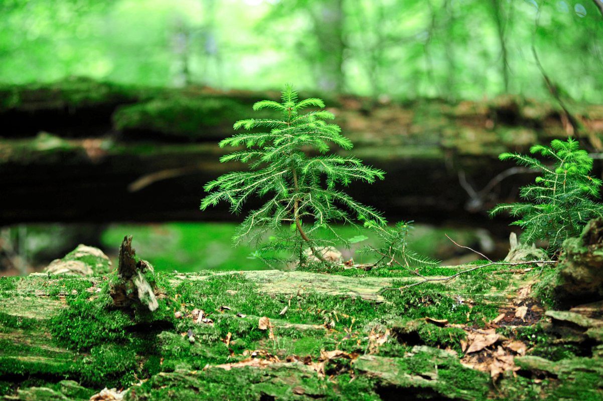 Die letzten Urwälder Europas entdecken - Reisen aktuell - derStandard ...