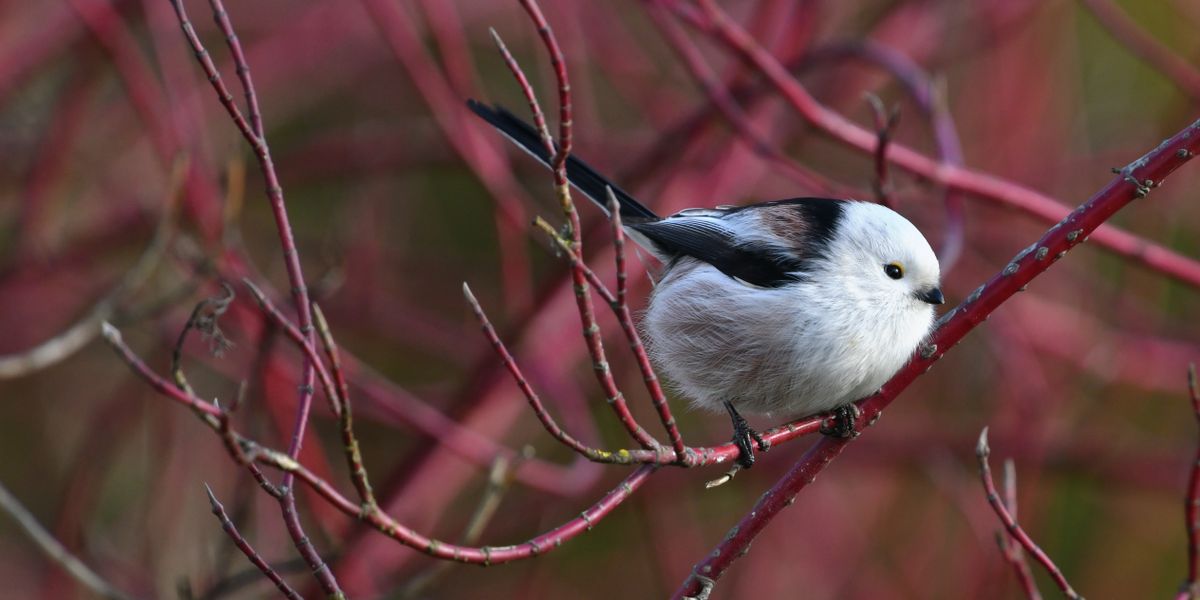 Schwanzmeisen als Überraschungsgäste - Fotoblog: Tierisches ...