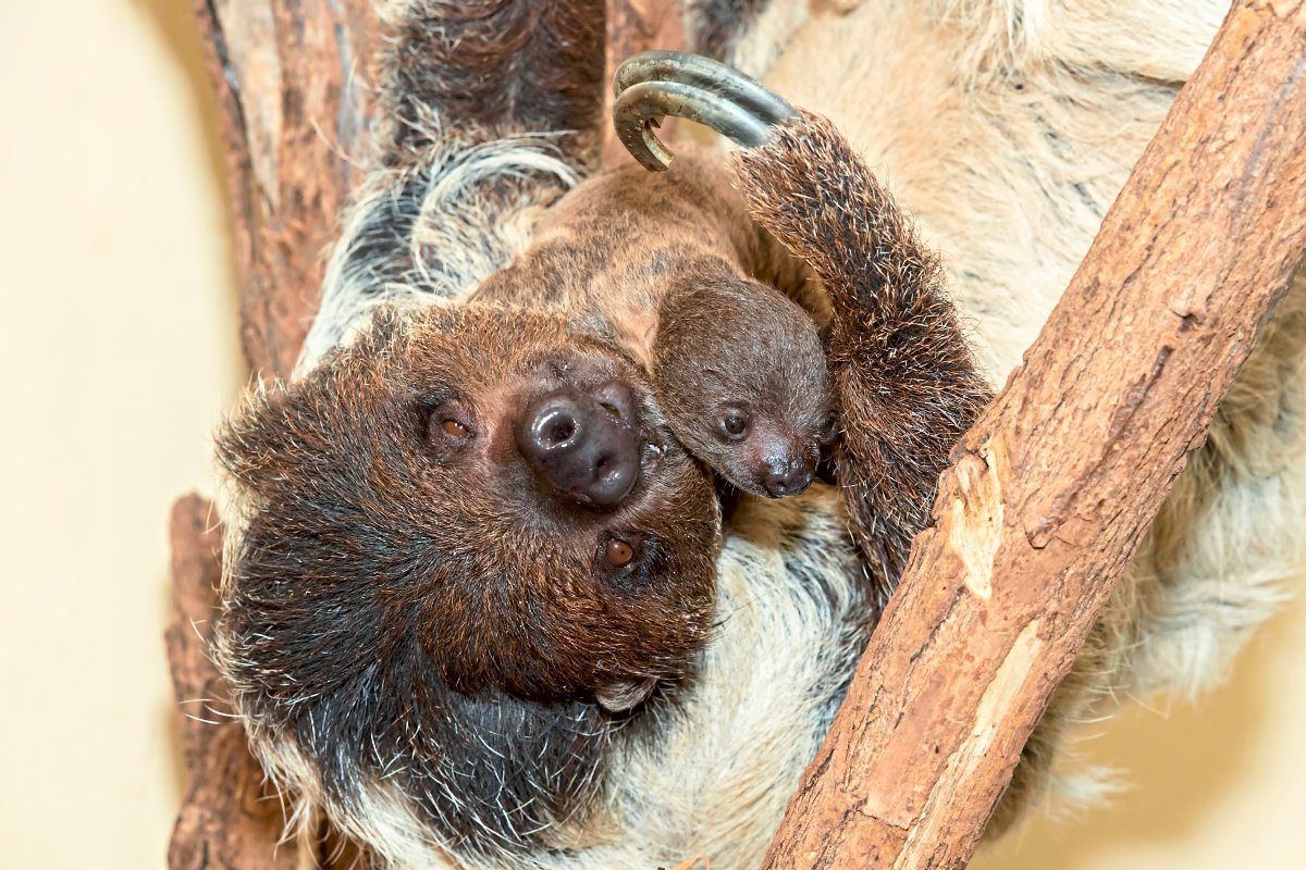 Neugeborenes Wiener Faultier zeigt in Schönbrunn die Zunge ...
