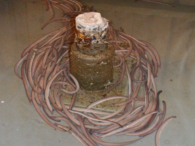 Einzigartige Gelierkraft: Schleim der Schleimaale untersucht - Natur ...