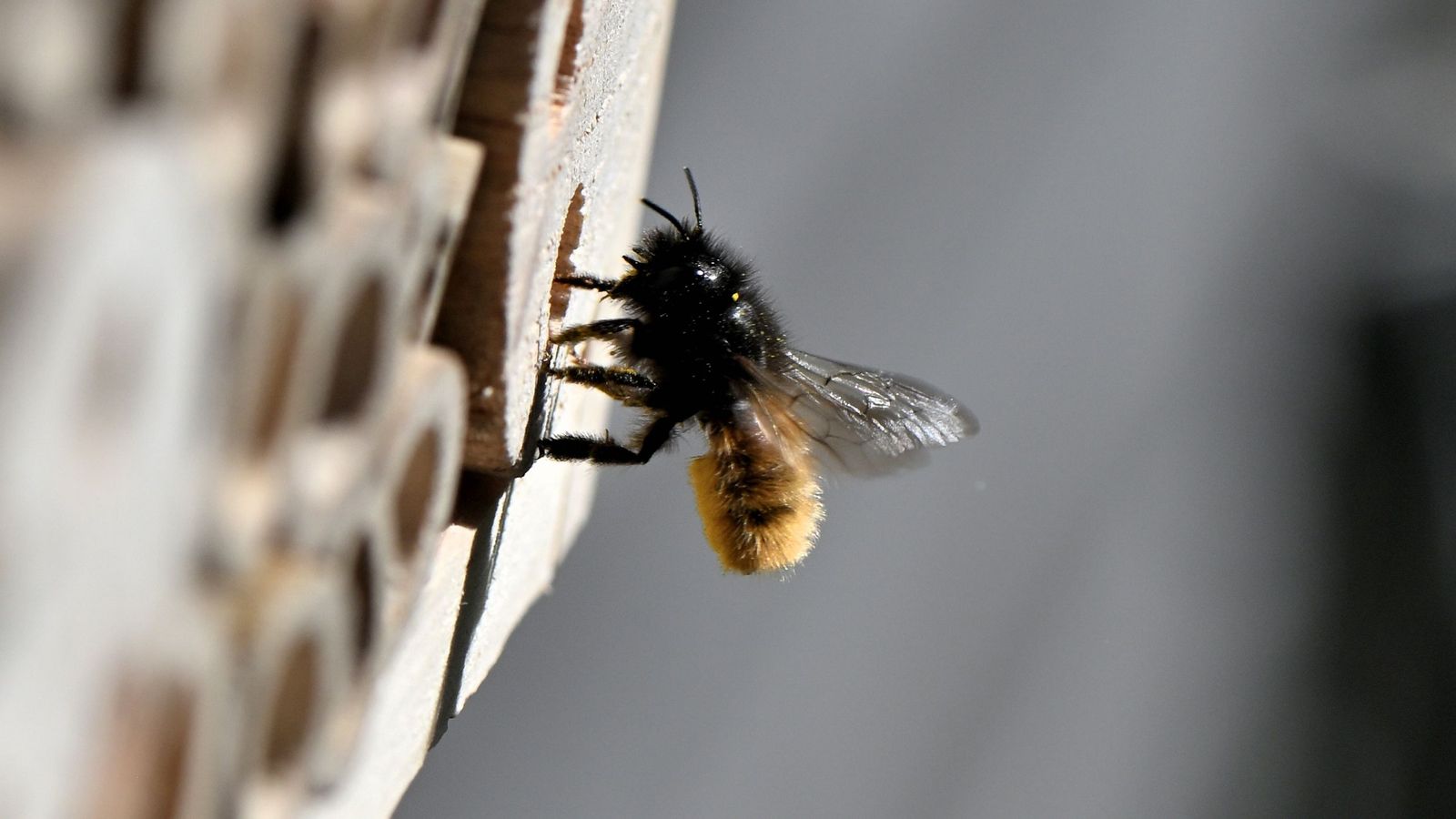 Die Mauerbienen checken ein - Fotoblog: Tierisches - derStandard.at ...
