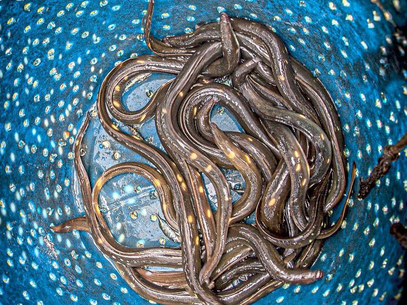 Unterwegs mit Aalfischer Gary McErlain in Nordirland - Essen & Trinken ...