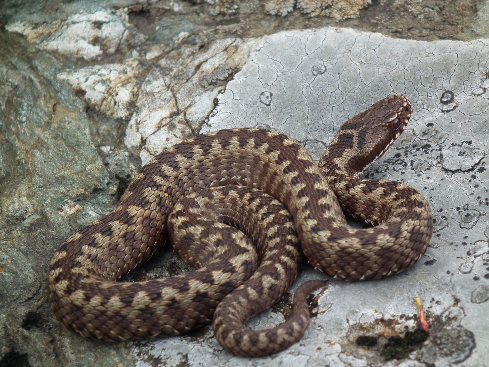 Auf welche Schlangen man beim Wandern in Österreich achten sollte ...