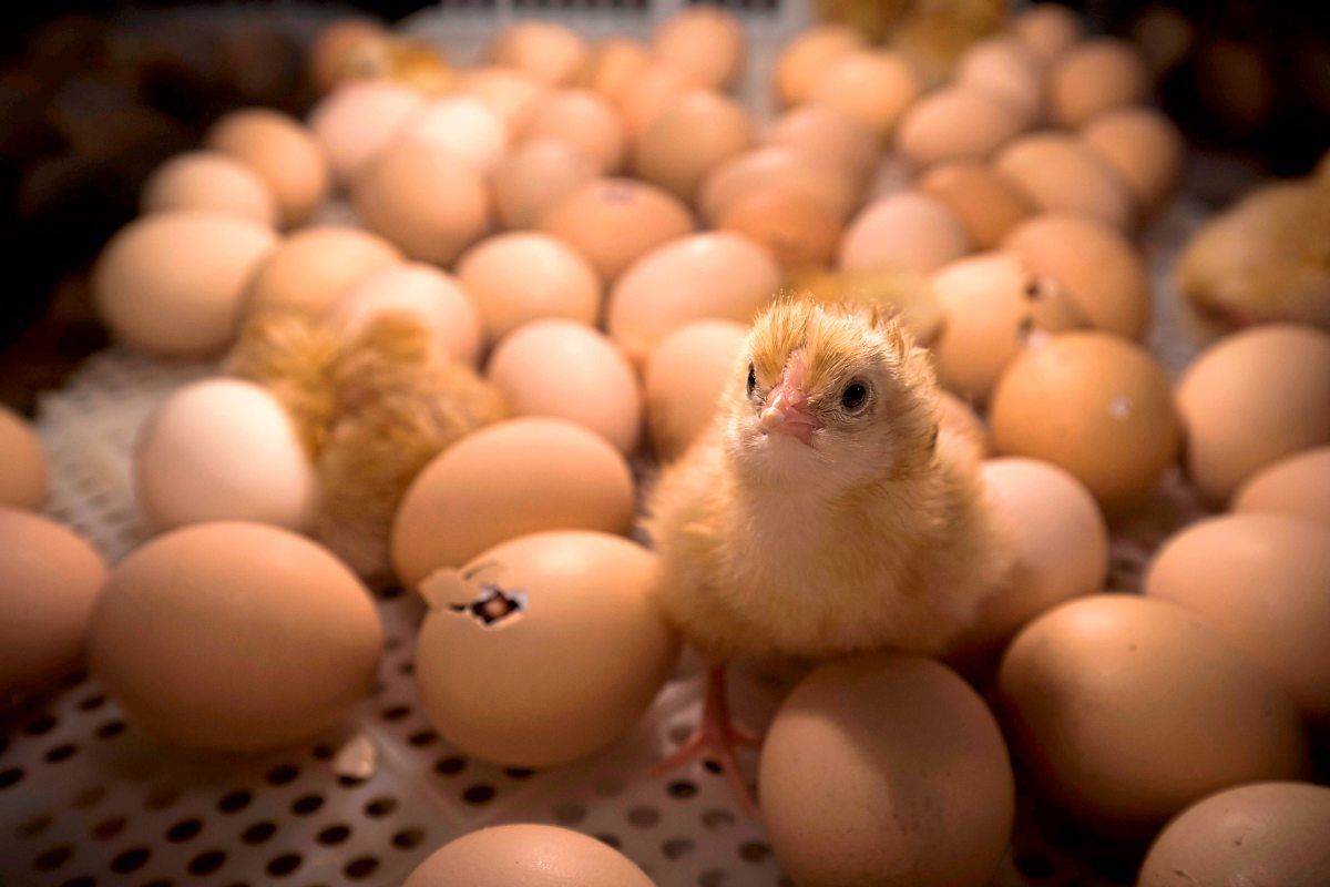 Ermittlungen gegen Betrieb im Mostviertel, der faule Eier verkauft ...