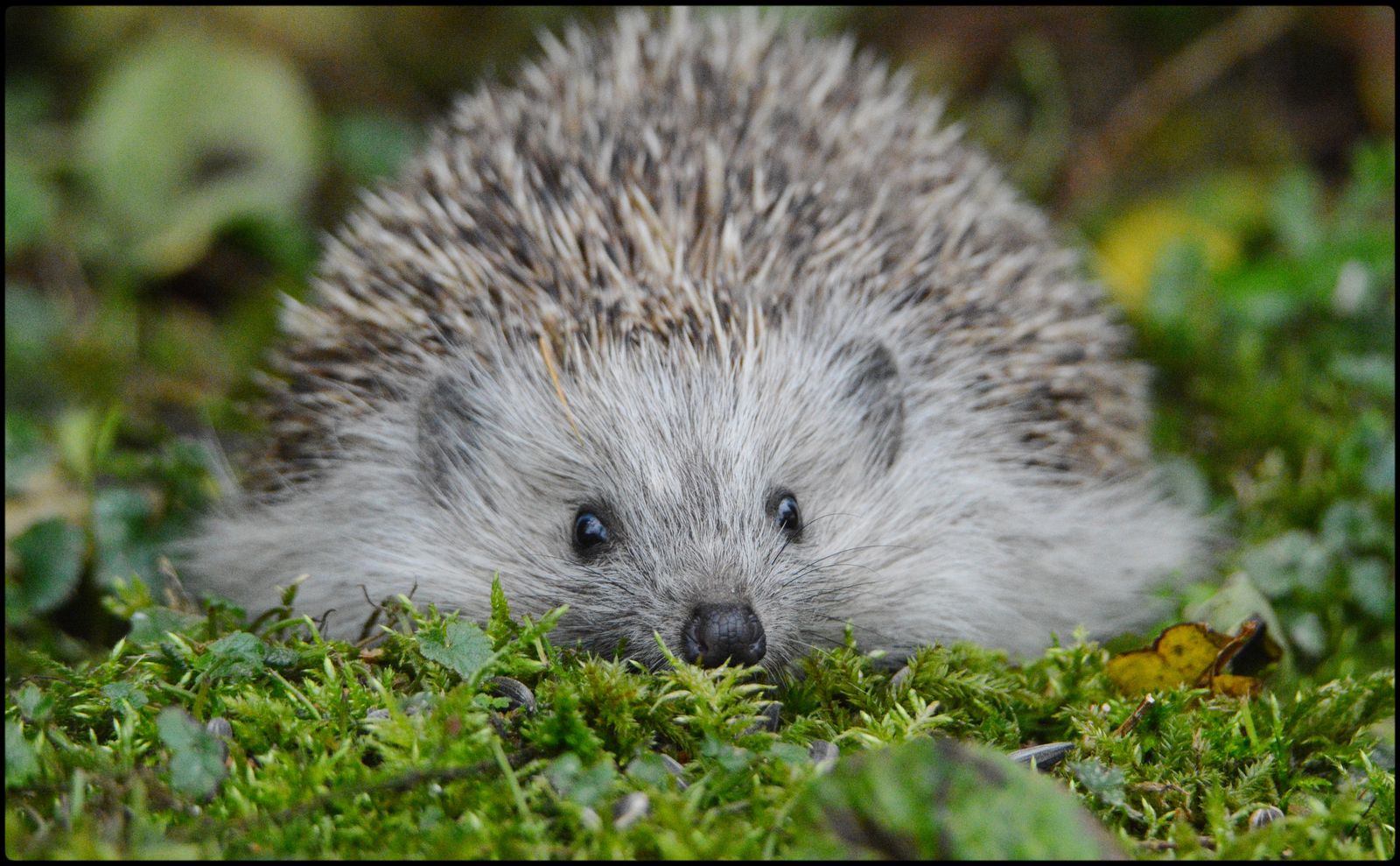 Ein Erfolgsmodell der Evolution: Der Igel - Fotoblog: Tierisches ...