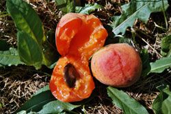 Legendäres zur Marille... - Essen & Trinken - derStandard.at › Lifestyle