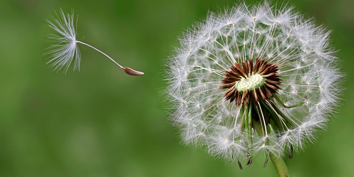 Plötzlich ohne Baby: Vom stillen Abschied und dem Neugeborenen Tod ...