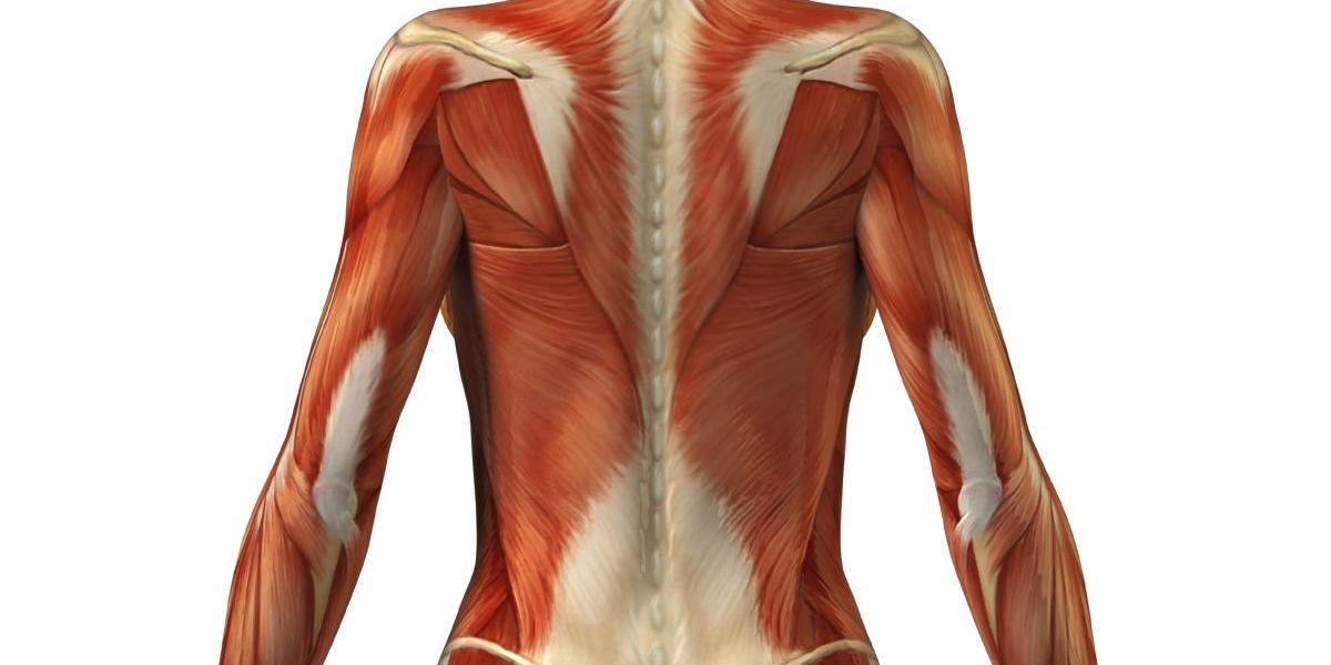 Was das Bindegewebe für die Muskeln tut - Gesundheit - derStandard.de ...