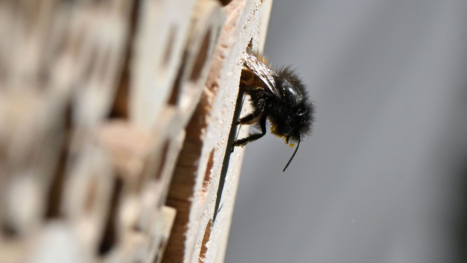 Die Mauerbienen checken ein - Fotoblog: Tierisches - derStandard.at ...