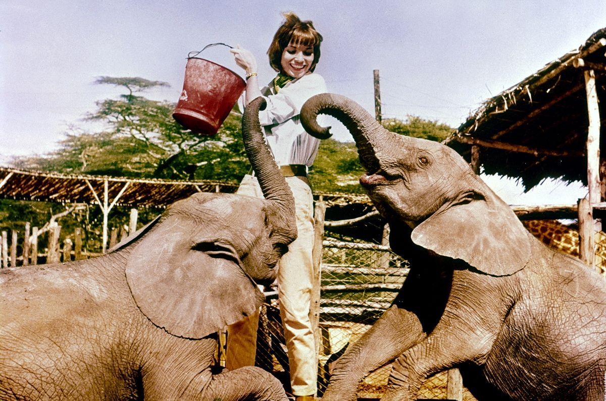 "Hatari", Thomas Mann und Terence Hill: TV-Tipps für Montag - Etat ...