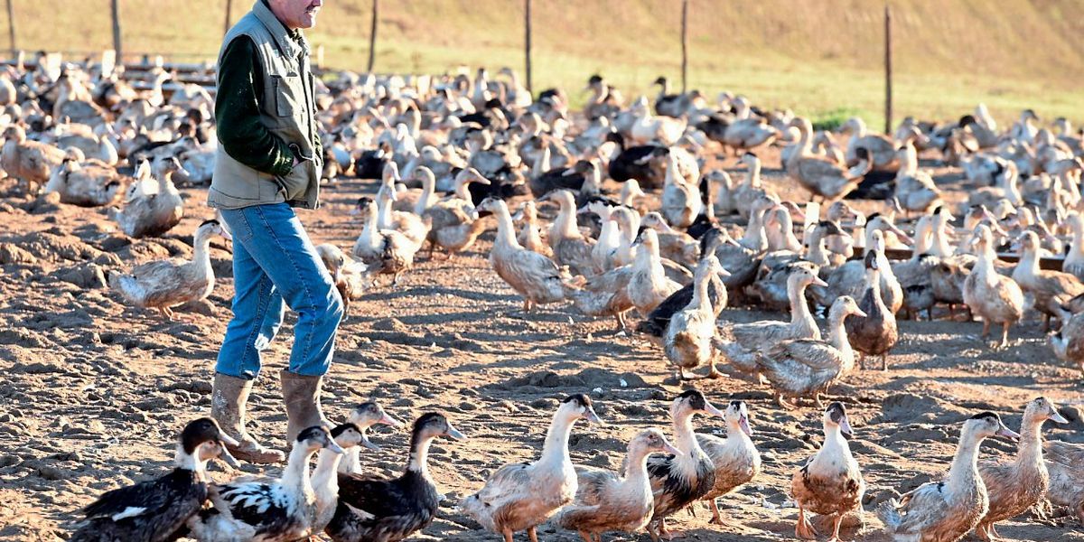 Den Franzosen läuft die Laus über die Leber - Wirtschaftspolitik ...