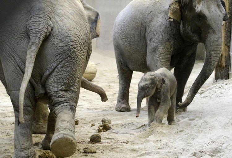 Elefantenbaby im Zoo Zürich geboren – Video zeigt Geburt - Gesellschaft ... Elefantenbaby im Zoo Zürich geboren – Video zeigt Geburt - Gesellschaft ...