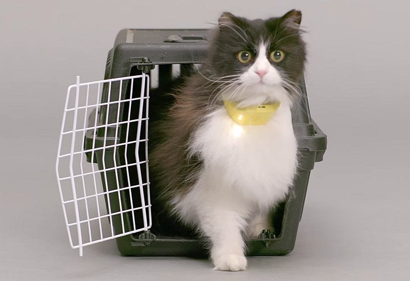 Catterbox: Halsband soll Miauen von Katzen übersetzen - Innovationen ...