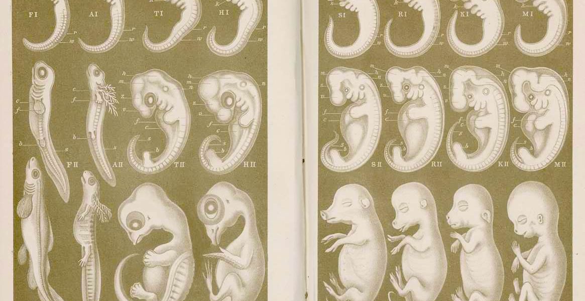 Die "ewige" Kontroverse um Haeckels Embryos - Forschung Spezial ...