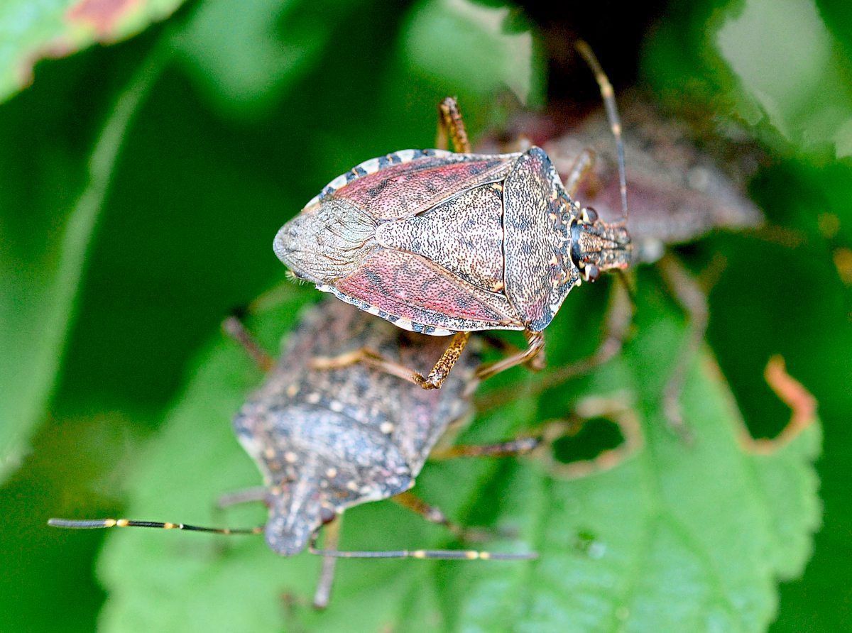Die Marmorierte Baumwanze: Sie kam, sie stank, sie saugte - Natur ...
