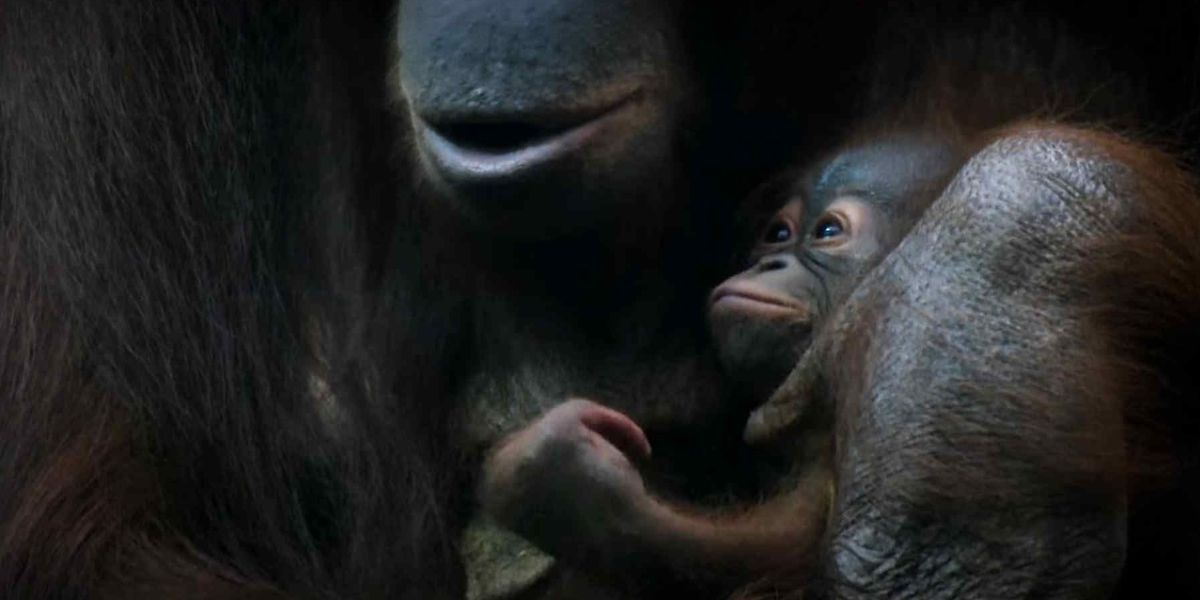 “Baby Animal Cam” on Netflix: Like train TV, only with animals - TV ...