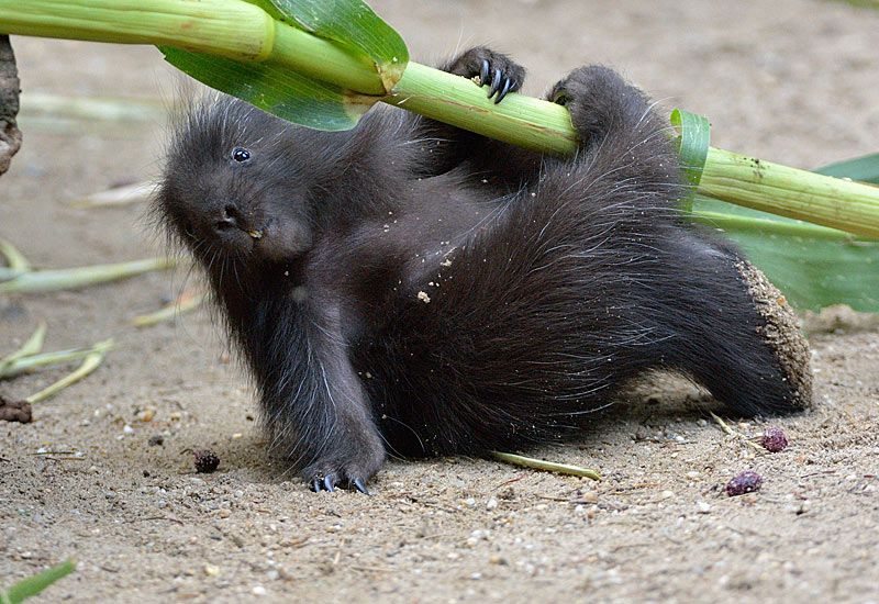 Noch sind die Stacheln weich: Junges Urson turnt durch den Tiergarten ...