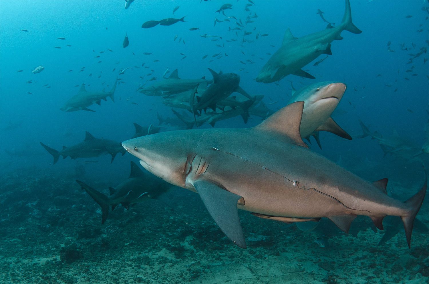 Warum Haie Menschen attackieren, ist nach wie vor ein Rätsel - Natur ...