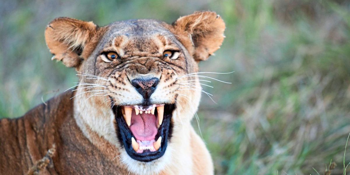 Löwin oder Partytiger? Das Netz und die Berliner Raubkatze - Webwatch ...