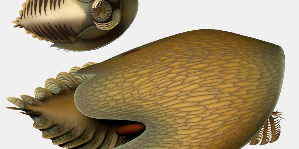 Forscher entdecken ungewöhnlichen Räuber aus der Urzeit - Natur ...