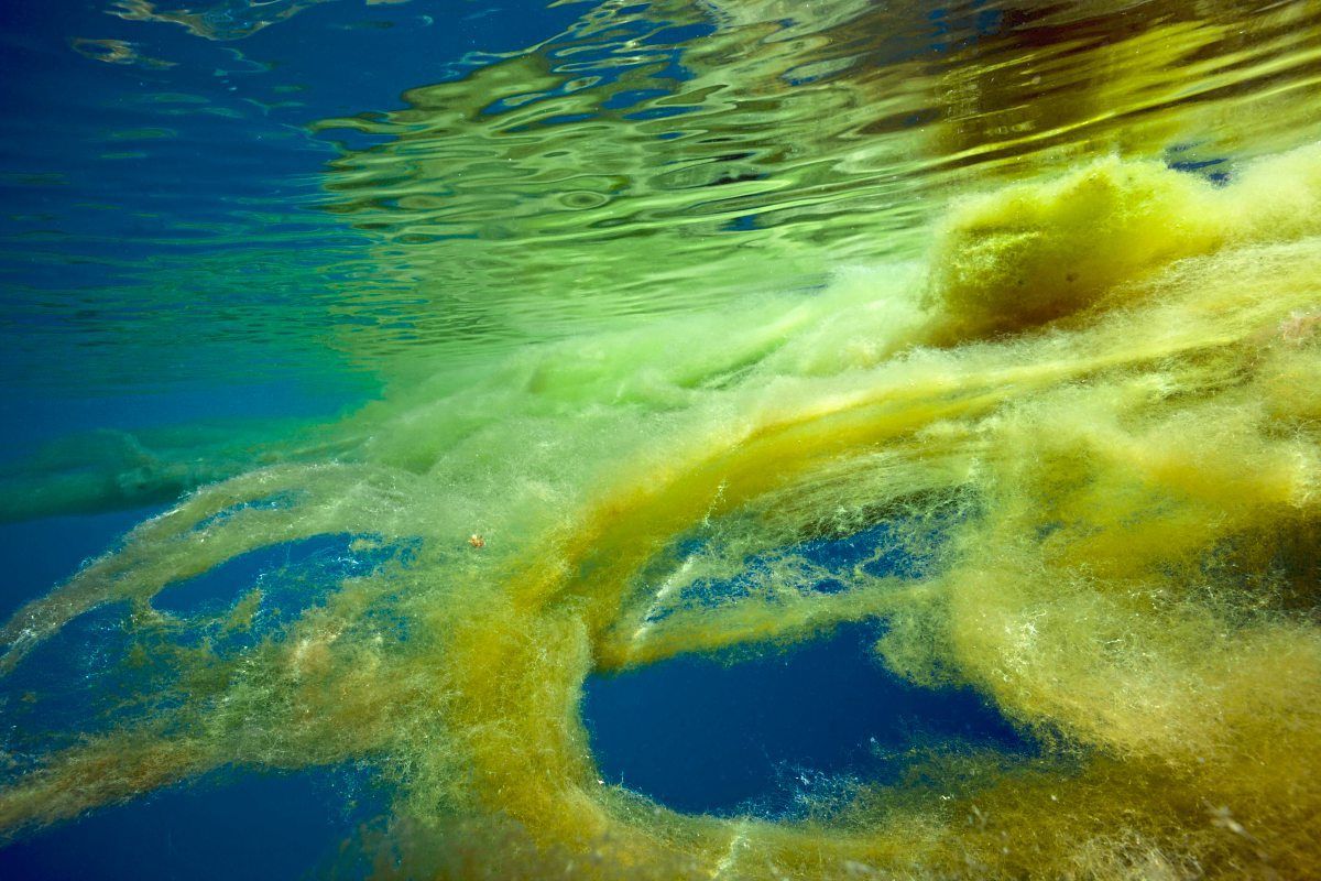 Ein Loblied auf den Schleim - Wissens-Blogs - derStandard.at › Wissenschaft