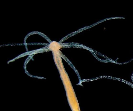 Kleine Polypen mit riesigen Erbgut-Unterschieden - Natur - derStandard ...