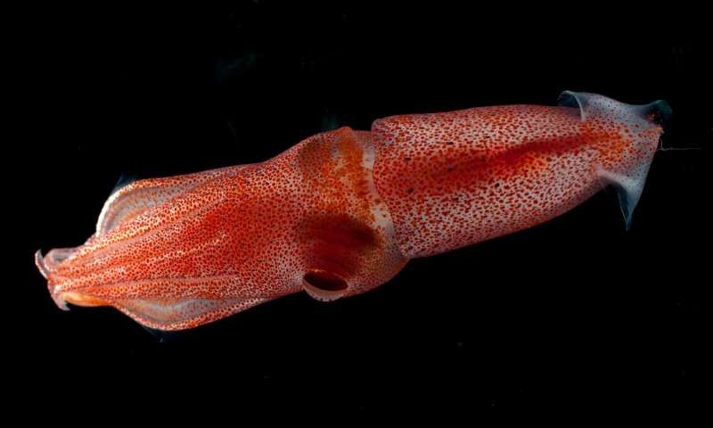 Warum manche Kalmare verschieden große Augen haben - Natur ...