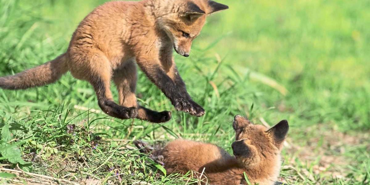 Für Kinder erklärt: Der Rotfuchs ist Tier des Jahres 2025 - Zukunft - derStandard.de › Wissen ...