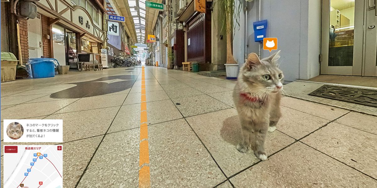 Japan startet Street View für Katzen - Webmix - derStandard.at › Web