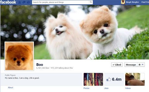 Boo, Maru und Grumpy Cat: Die heimlichen Herrscher des Webs - Webmix ...