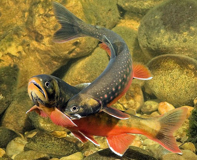 Salvelinus alpinus, der rotbäuchige Fisch des Jahres 2017 - Natur ...