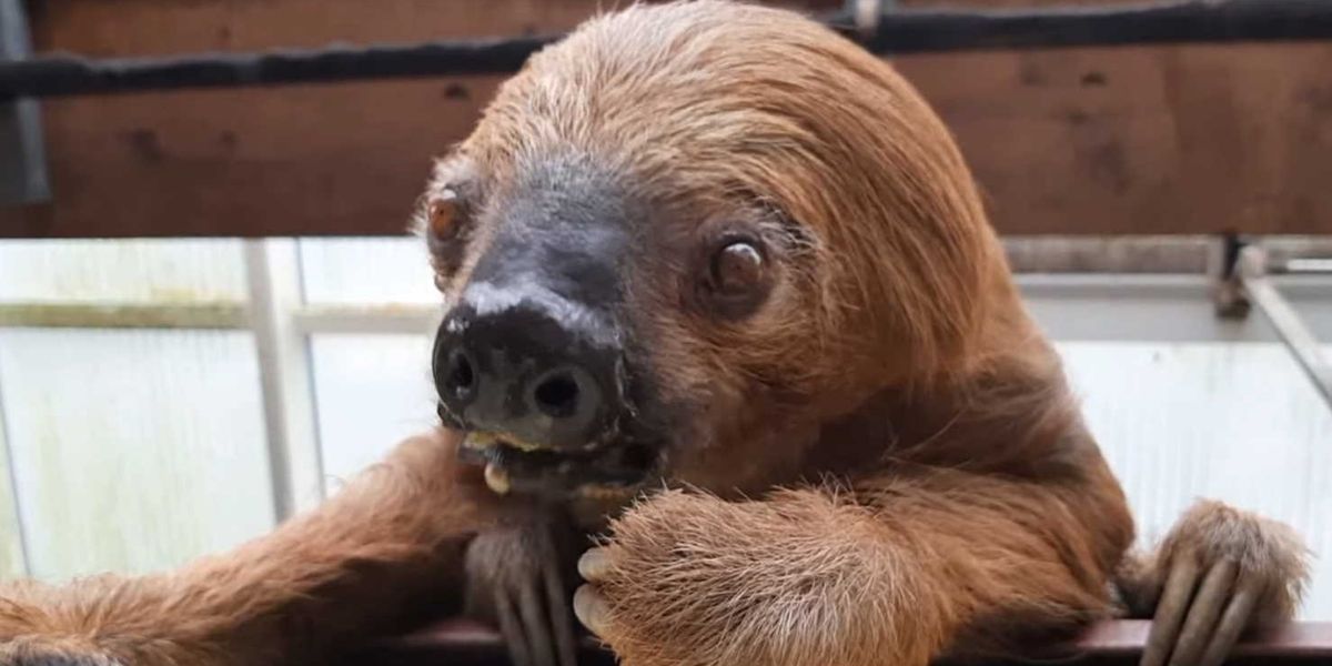 Ältestes Faultier der Welt feiert Geburtstag - Deutschland-Chronik ...