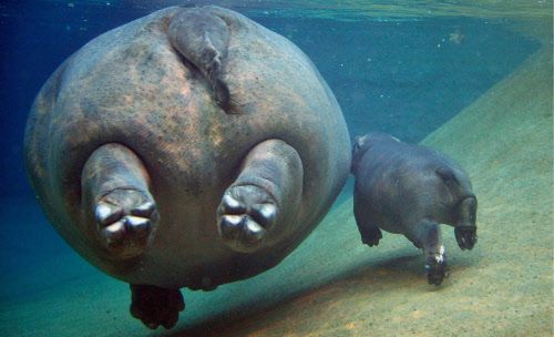 Pflanzenfresser sind dicker als Fleischfresser - Natur - derStandard.at ...