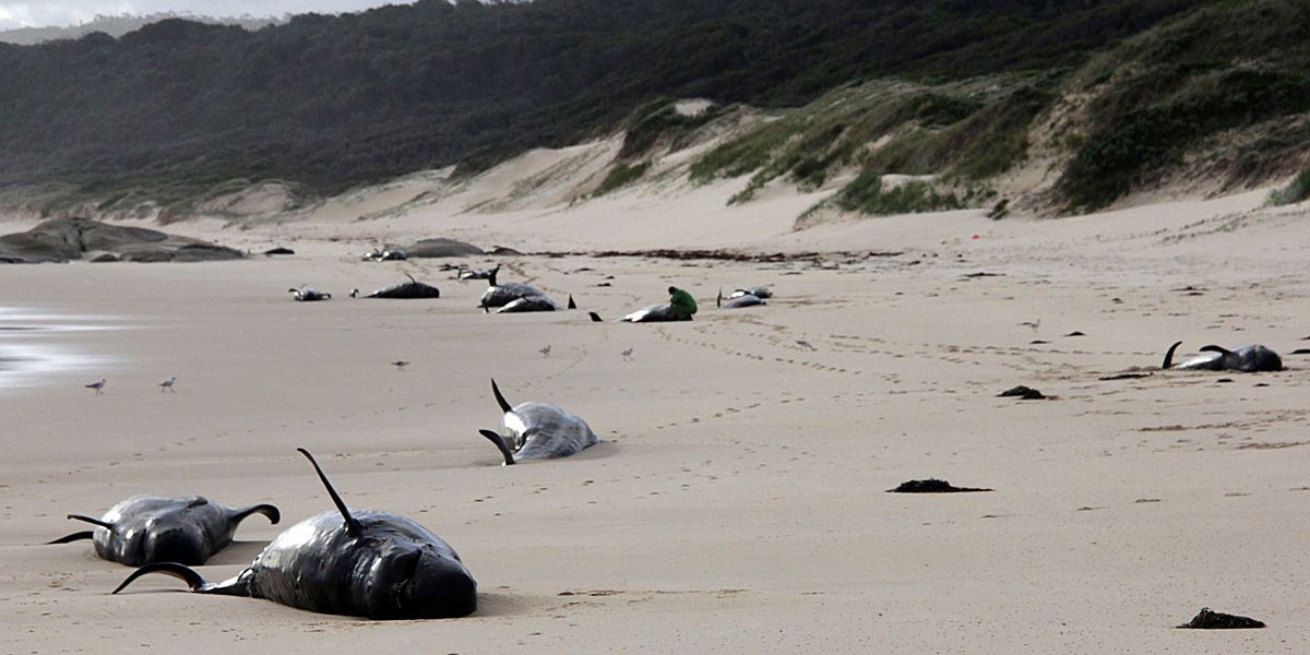 Buckelwal und 27 Grindwale in Australien gestrandet - Natur ...