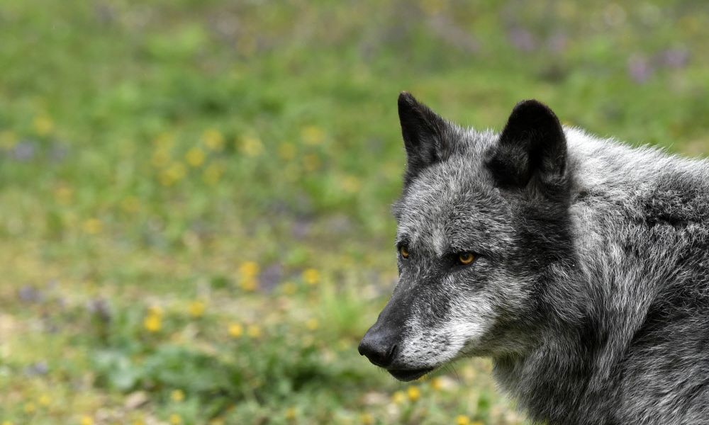 Rudel mit fünf Wolfswelpen in Oberkärnten gesichtet - Panorama ...