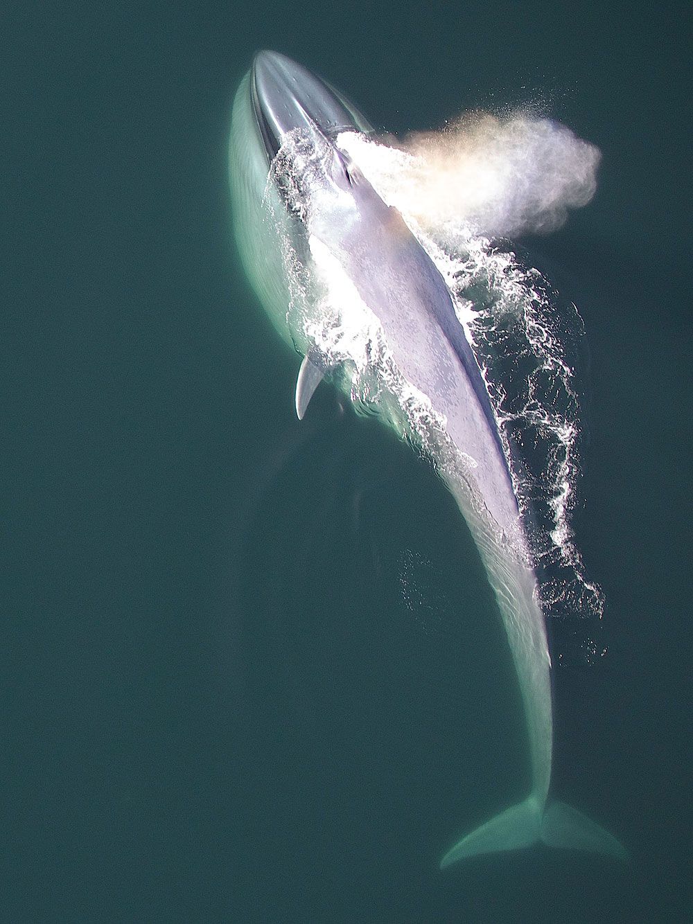 Blauwale sind tendenziell "Rechtshänder" - Natur - derStandard.at ...